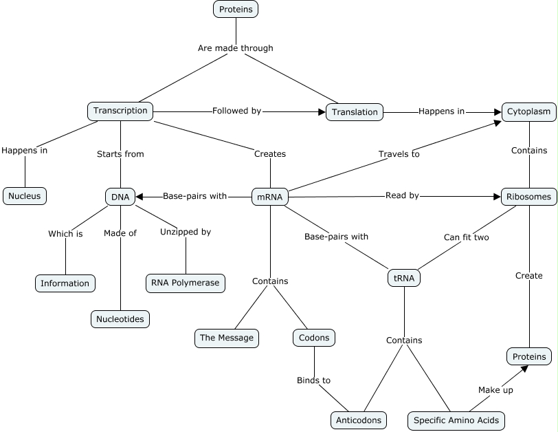 Protein Synthesis - How are proteins created?